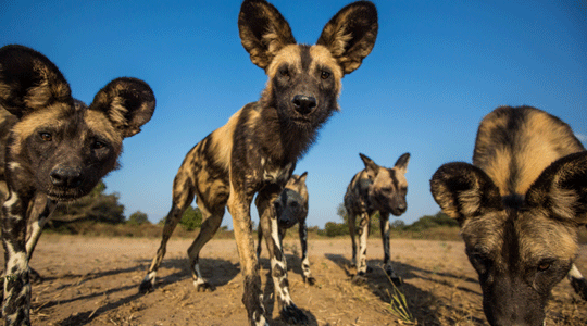 Photographer Guided Safaris | Africa Adventure Consultants
